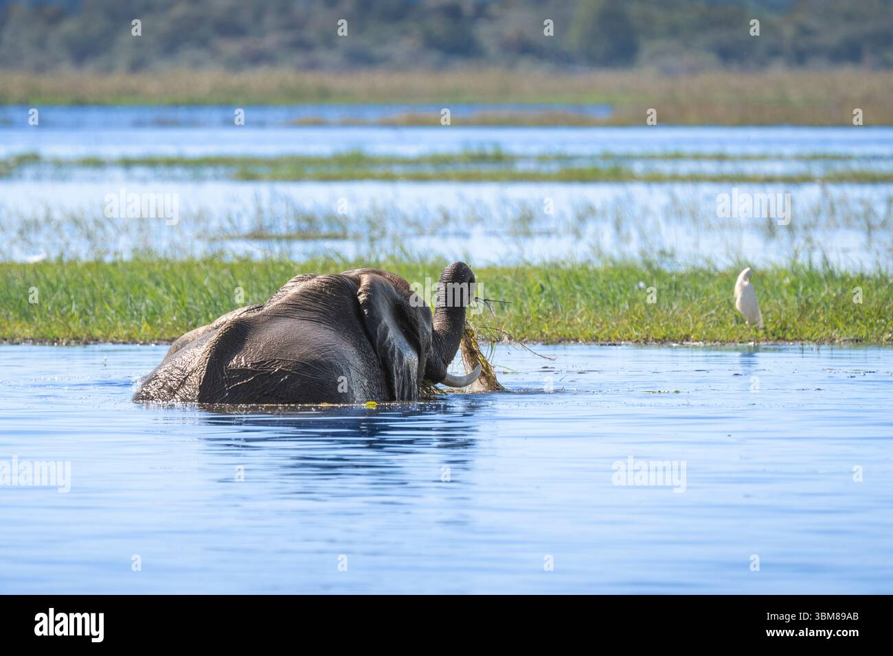 African elephant bull submerged in river feeding on aquatic plants ...