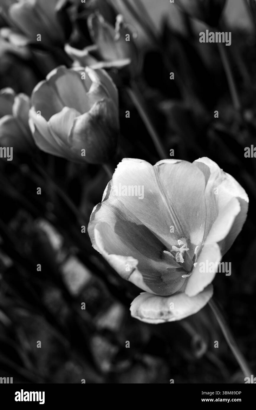 Captured color Black and White Stock Photos & Images - Alamy