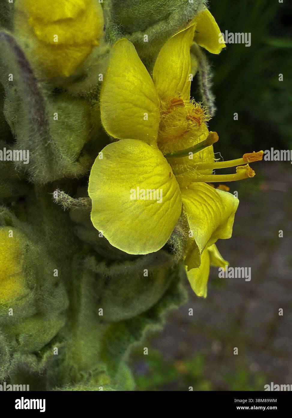 Tall mullein hi-res stock photography and images - Alamy