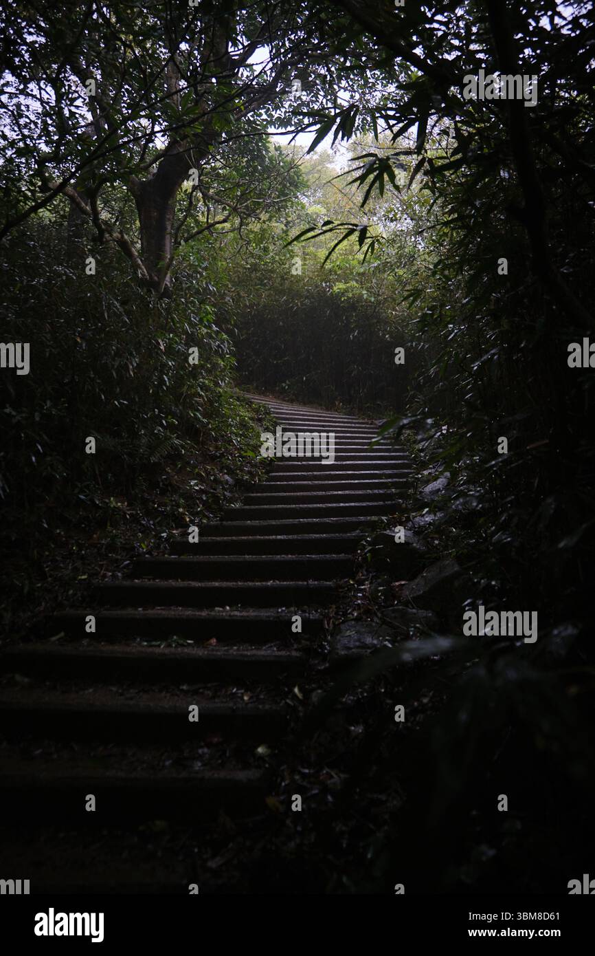 A misty forest path with moss-covered stone steps winds through dense ...