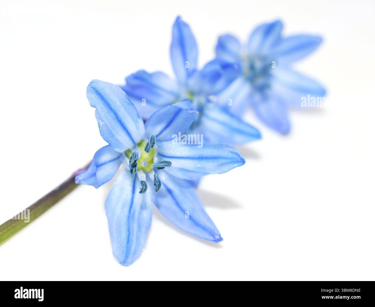 Scilla luciliae on blue hi-res stock photography and images - Alamy