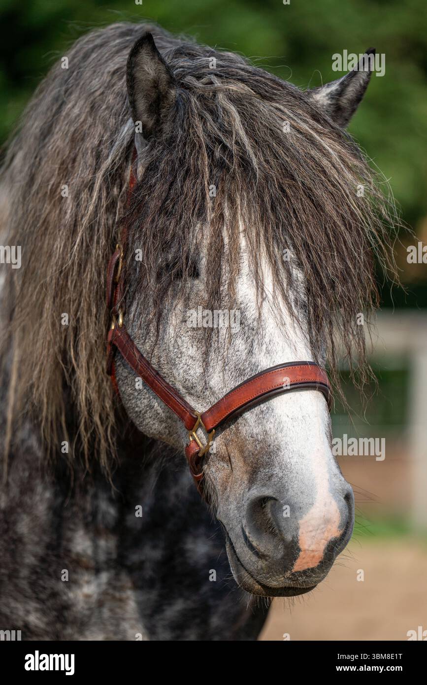 Equestrian bond detail hi-res stock photography and images - Alamy