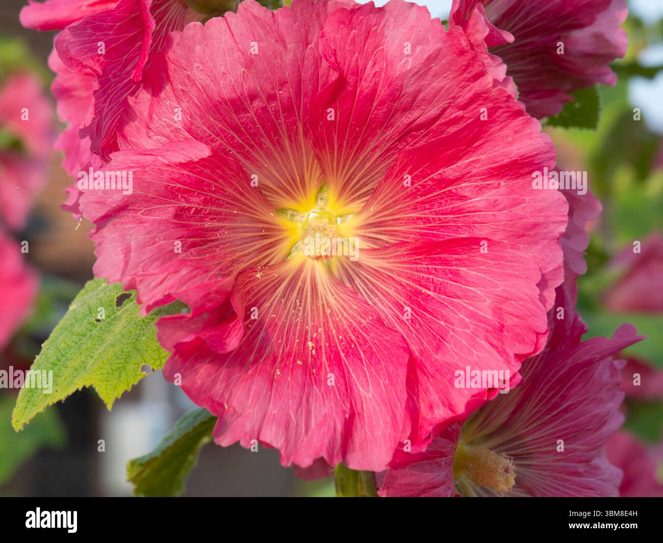 Shocking pink Rose Mallow flowering in our Oxfordshire village garden ...