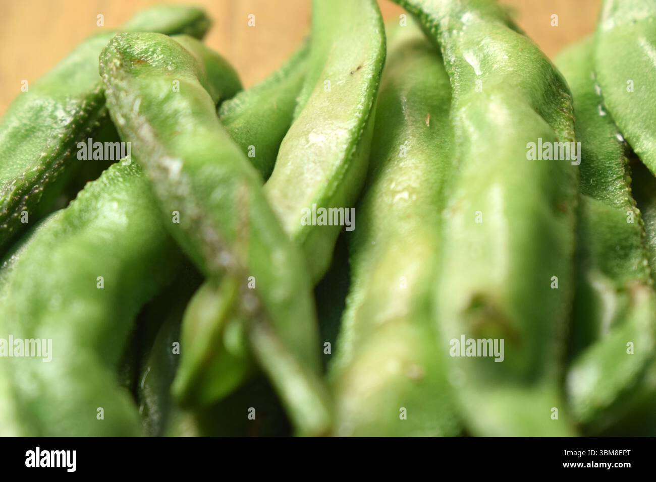 Group Of Hyacinth Bean or Same Ki Phalli Lablab Purpures, Also Known As ...