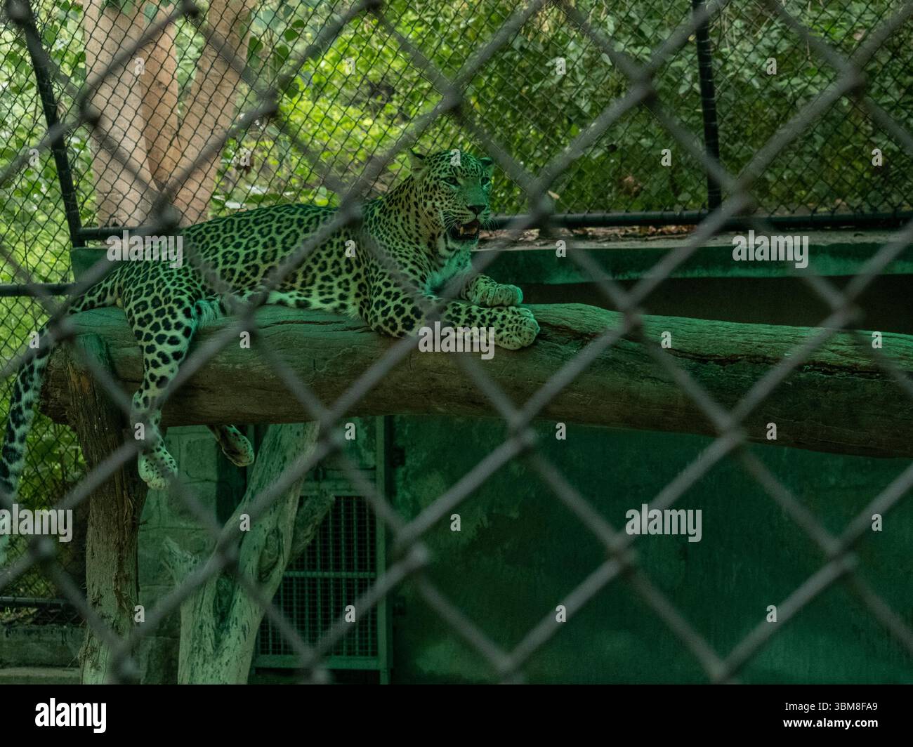 July 24, 2025, Delhi, Delhi, India: A JAGUAR pants in the heat inside ...