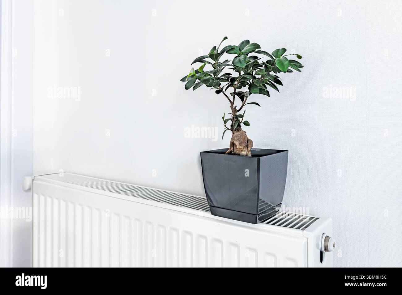 Close-up of a bonsai tree in a black square pot placed on a white ...