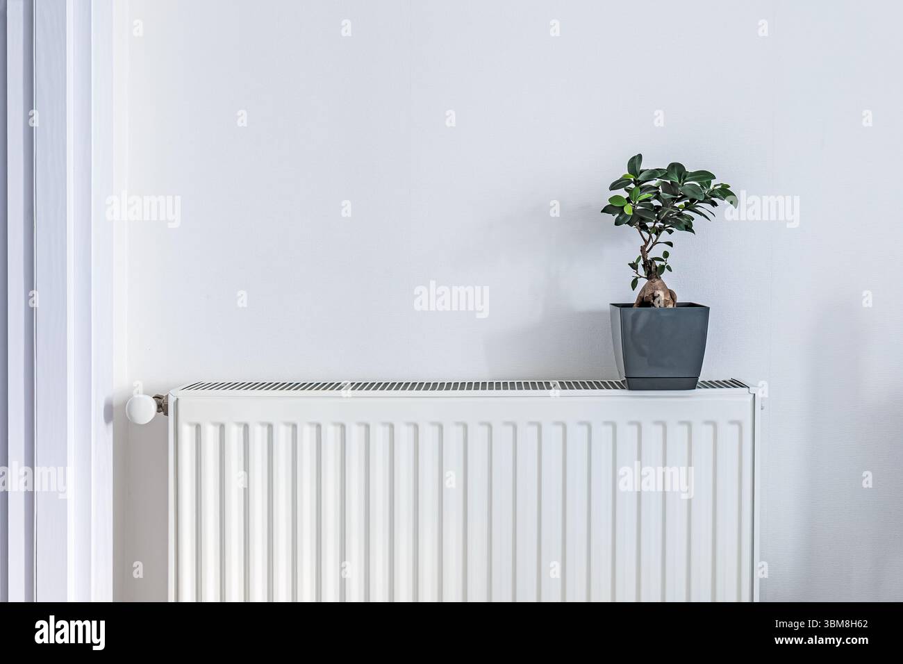 Stylish bonsai tree in a dark planter set on a white radiator in a ...
