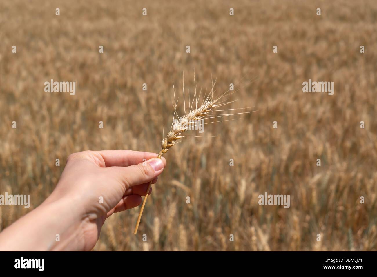 A single ear of ripe wheat in a human hand with a beautiful bokeh ...