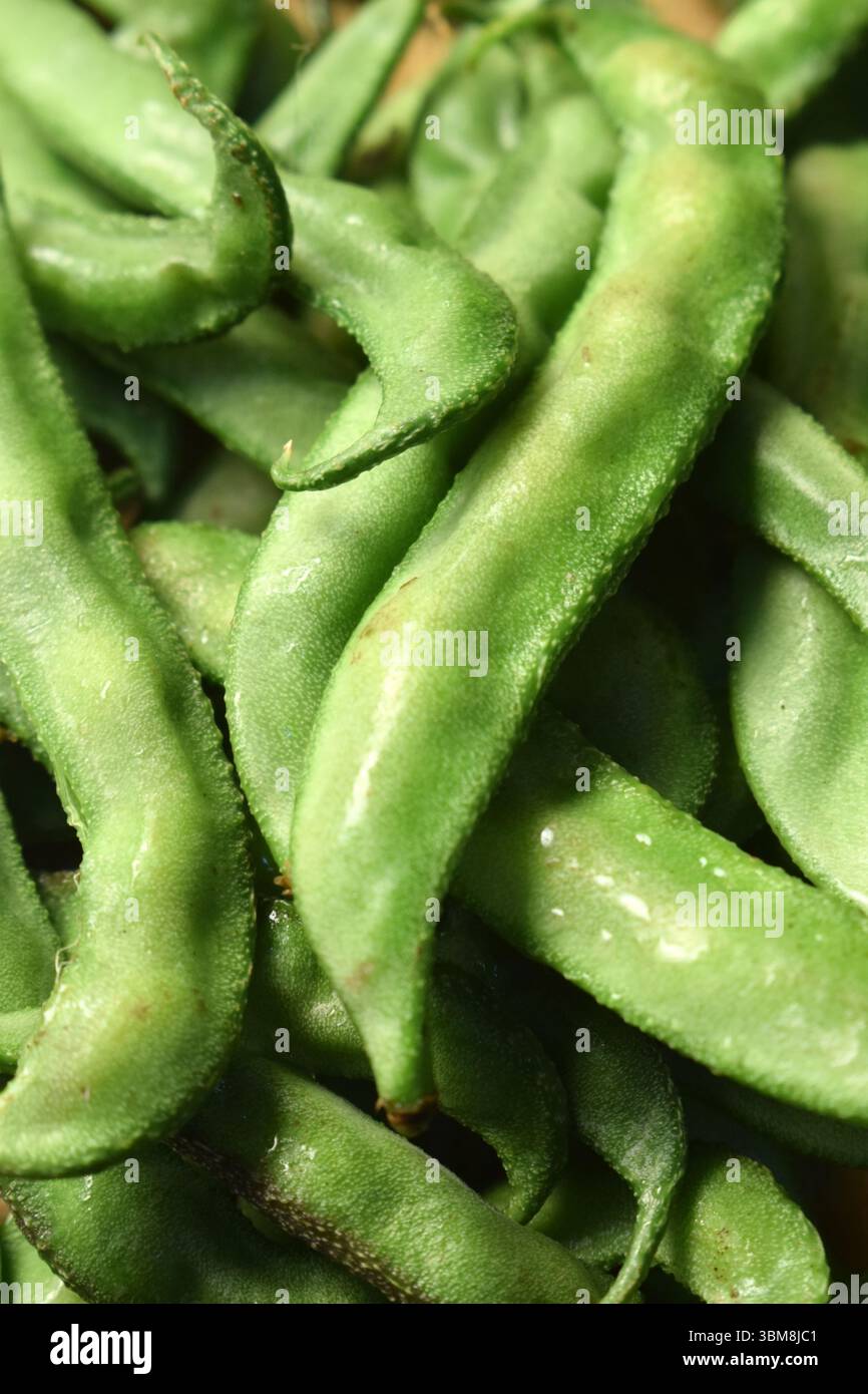 Group Of Hyacinth Bean or Same Ki Phalli Lablab Purpures, Also Known As ...