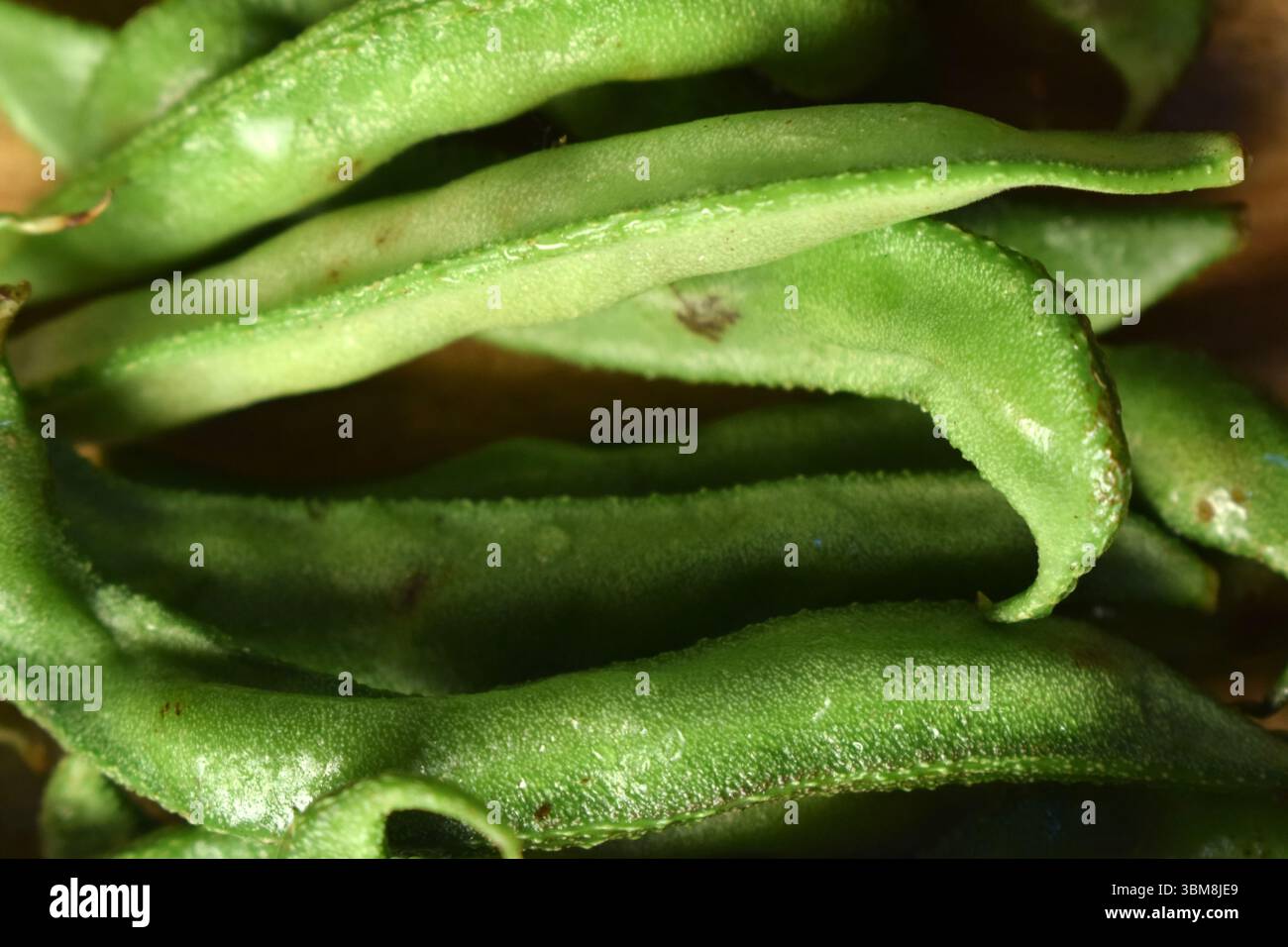 Group Of Hyacinth Bean or Same Ki Phalli Lablab Purpures, Also Known As ...