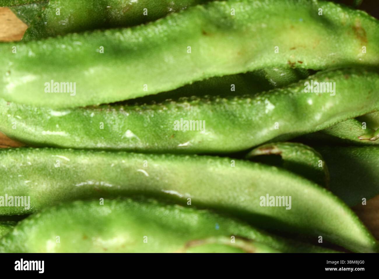 Group Of Hyacinth Bean or Same Ki Phalli Lablab Purpures, Also Known As ...