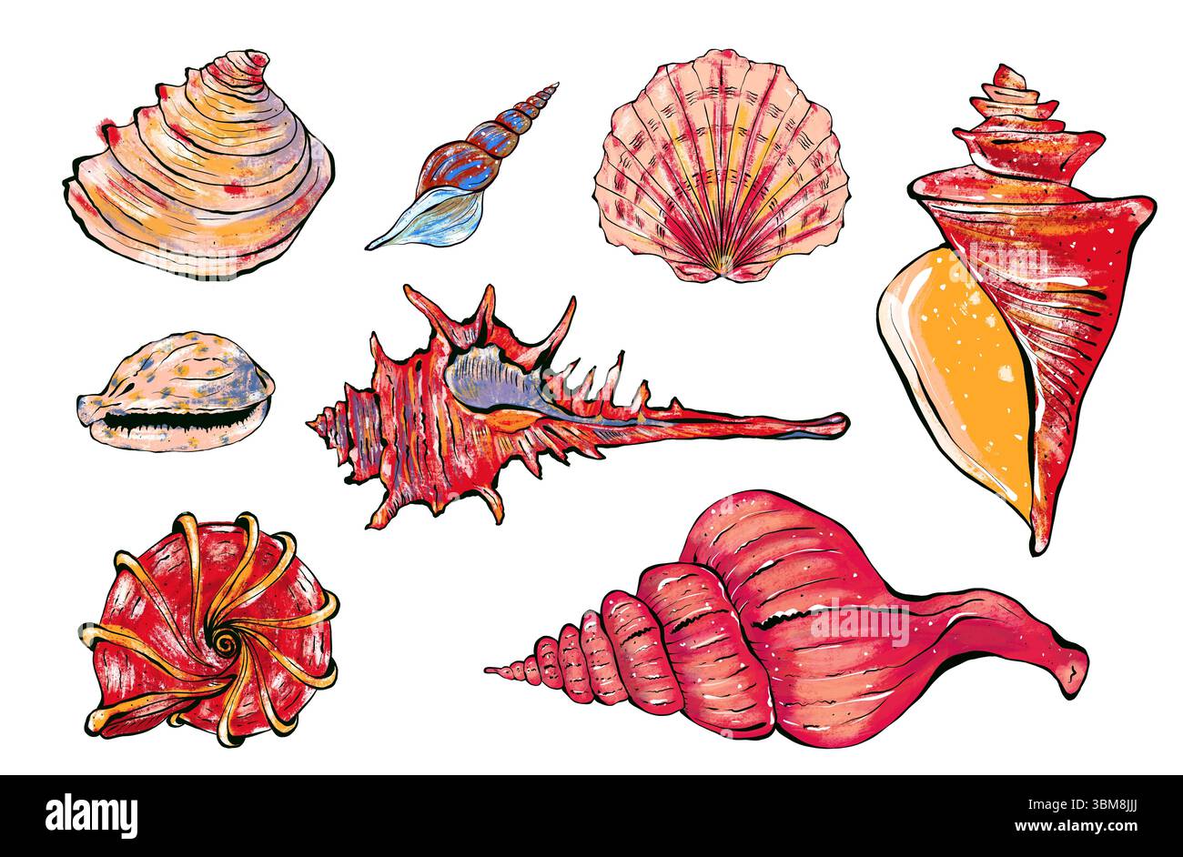 Set of sea shells underwater world elements. Hand drawn illustration ...