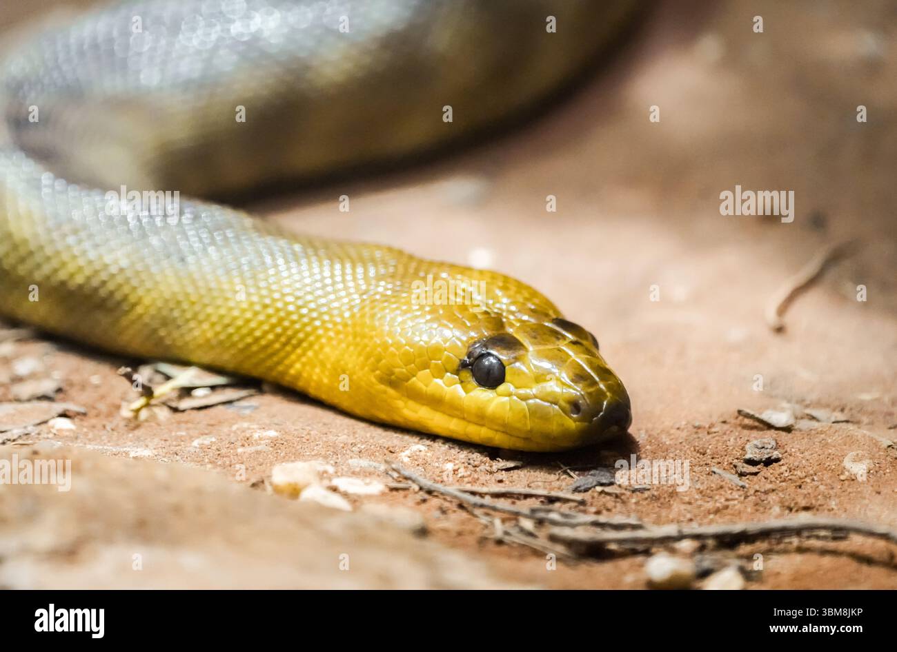 Python snake close up hi-res stock photography and images - Alamy