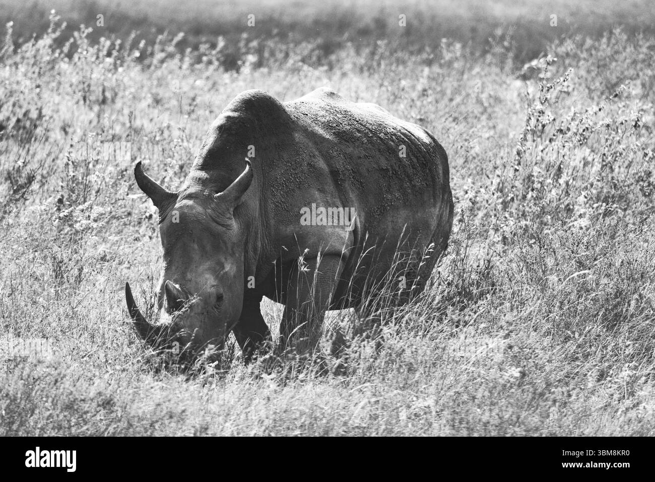 Especies de africa hi-res stock photography and images - Alamy