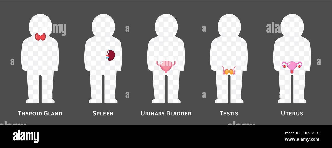 Female reproductive system cartoon hi-res stock photography and images ...