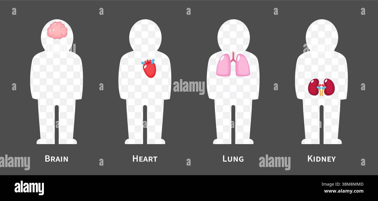 The human body systems cartoon illustration Set 1 of 3. Includes ...