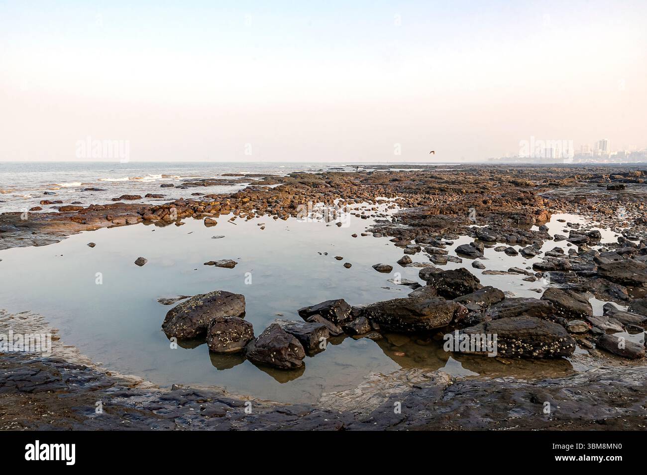 A rocky coastline at Mumbai’s Bandra Beach reveals tidal pools filled ...
