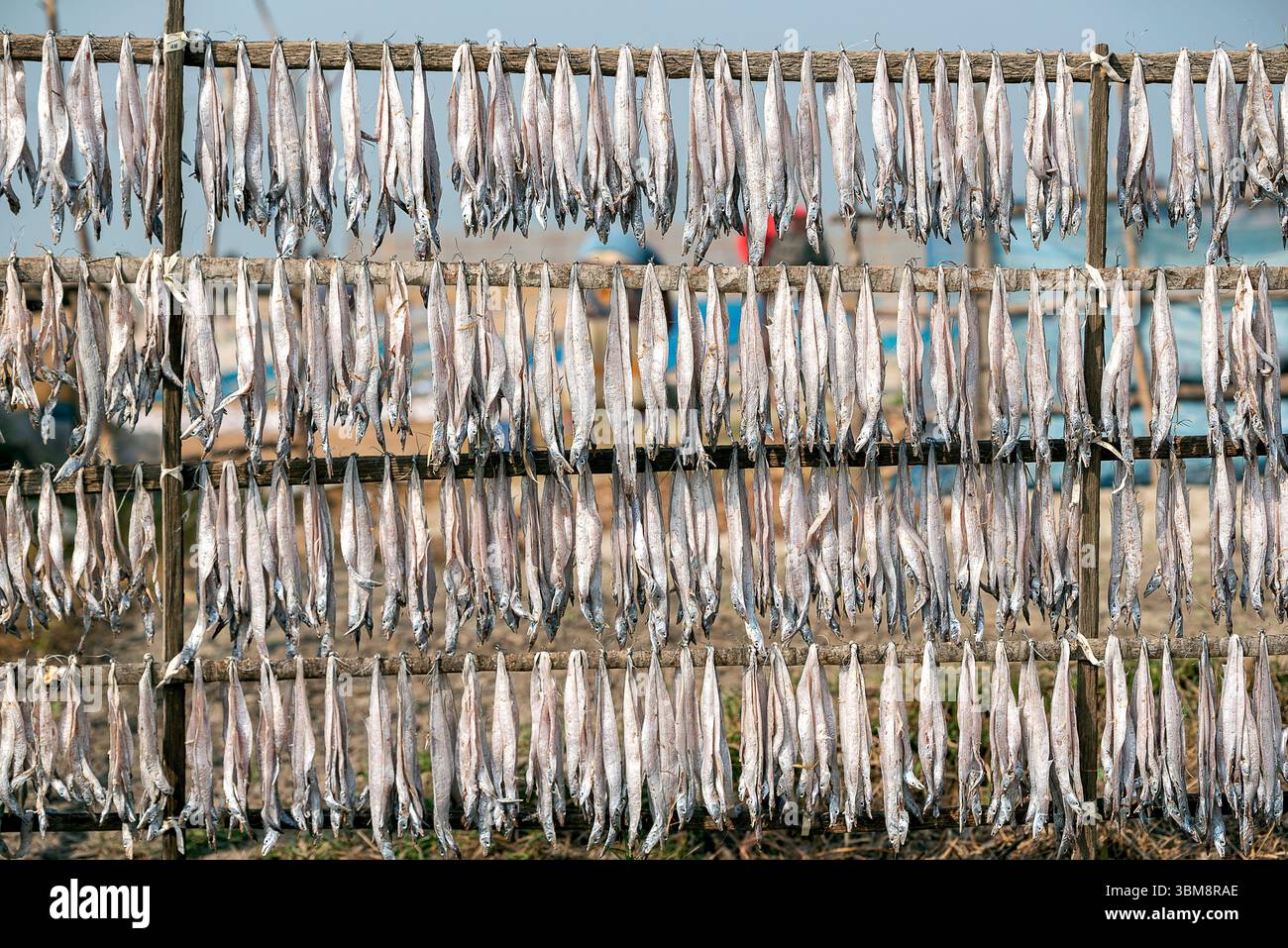 Fishing in process fish hi-res stock photography and images - Alamy