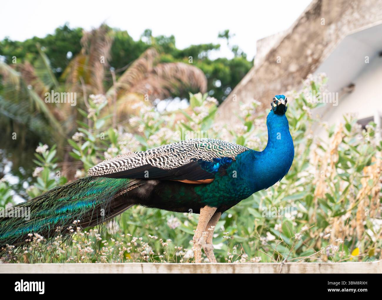 Blue peacock or peafowl bird in a tropical garden in South India, male ...
