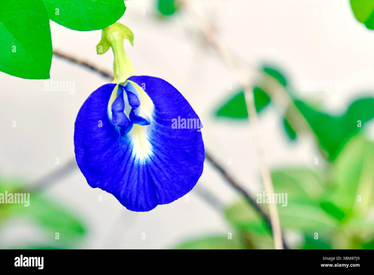 Butterfly pea hi-res stock photography and images - Alamy