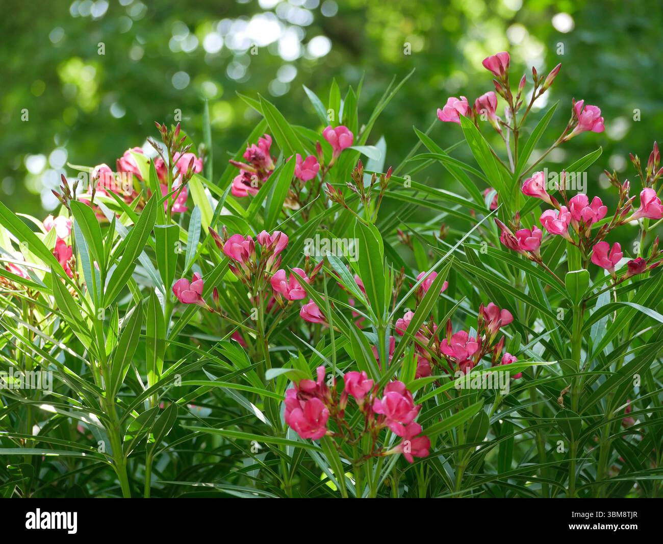 Bushes blooming ornamental garden hi-res stock photography and images ...