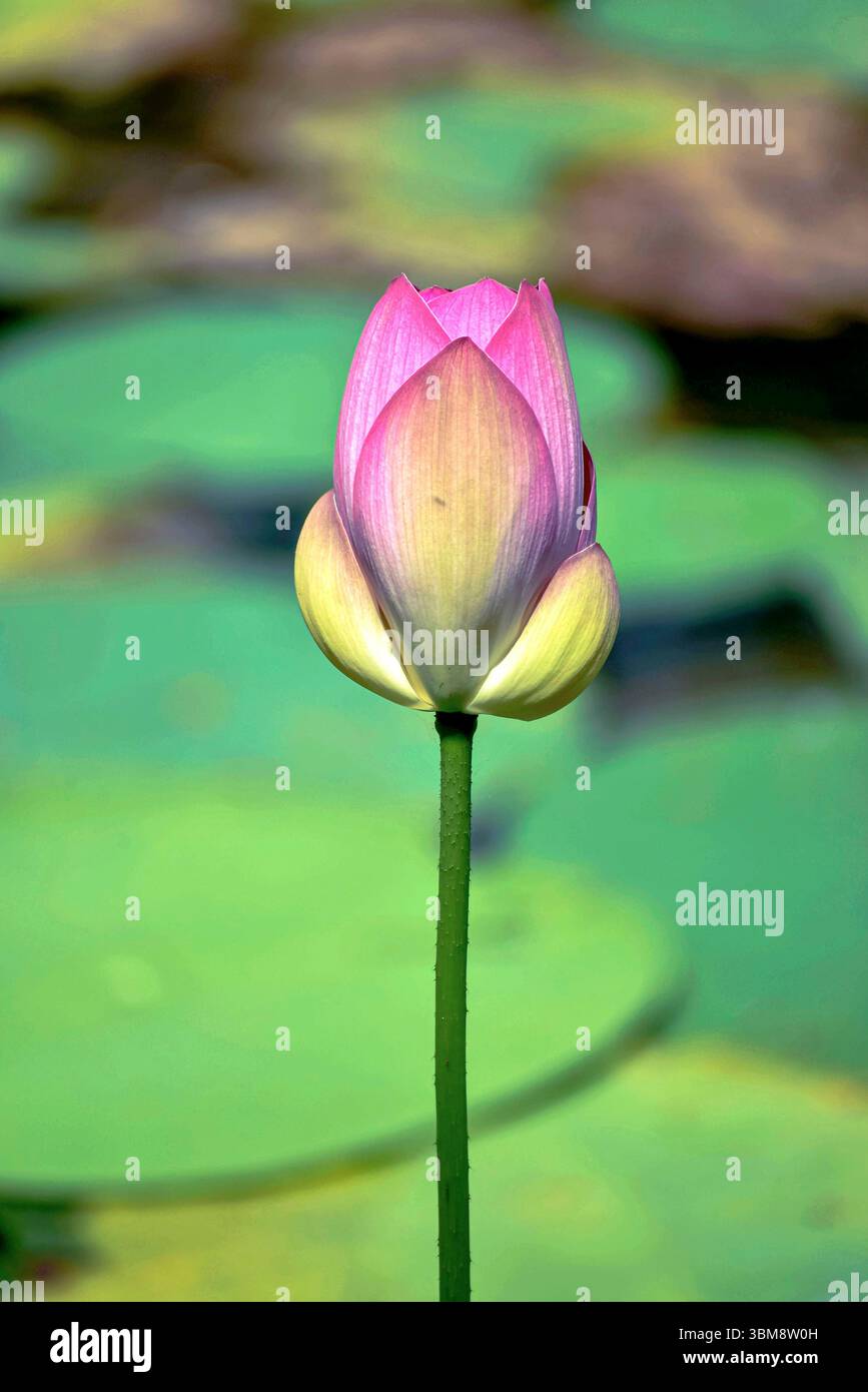 A beautiful close-up photograph of a lotus flower in full bloom ...