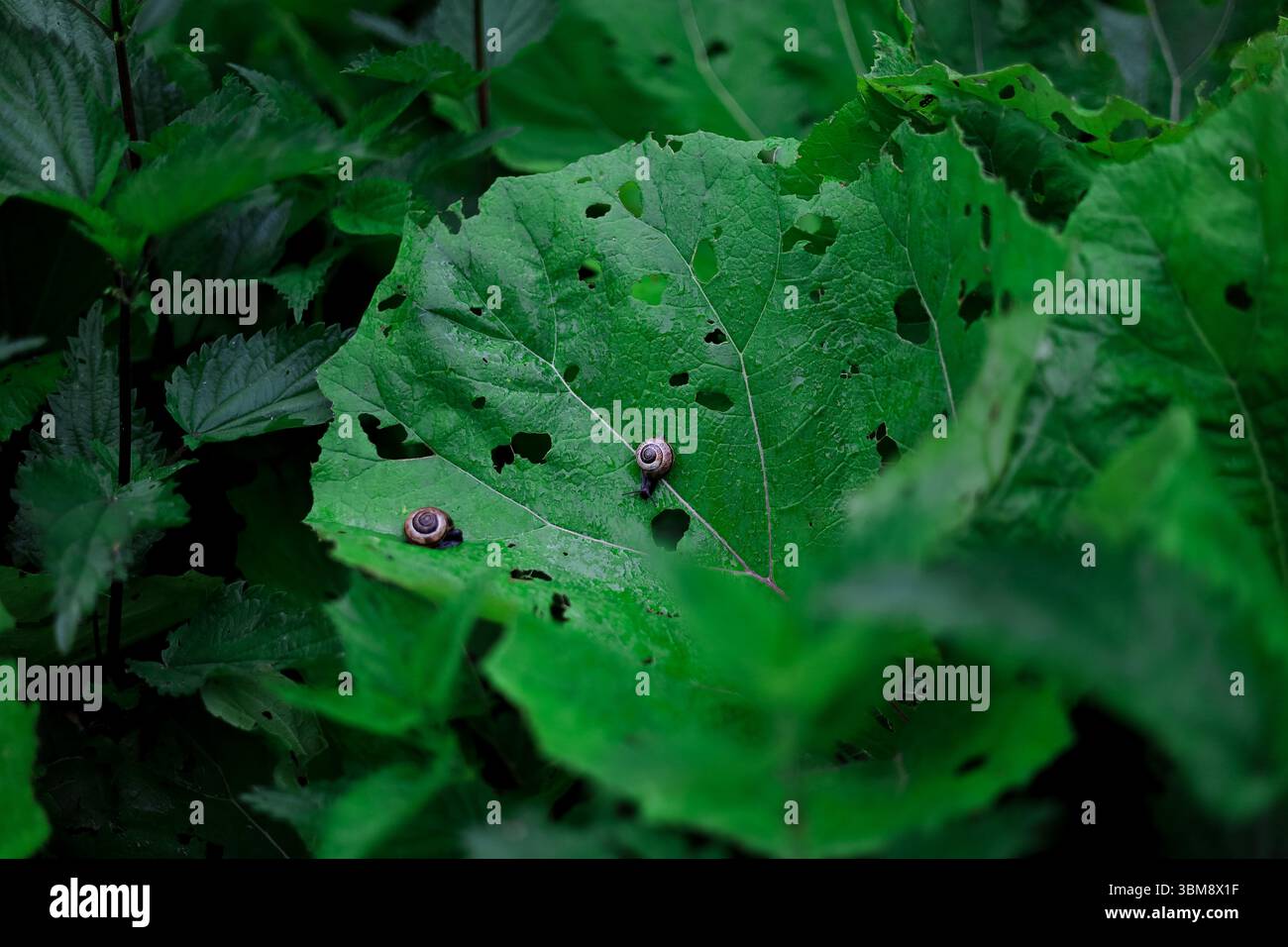 Snails on crops hi-res stock photography and images - Alamy