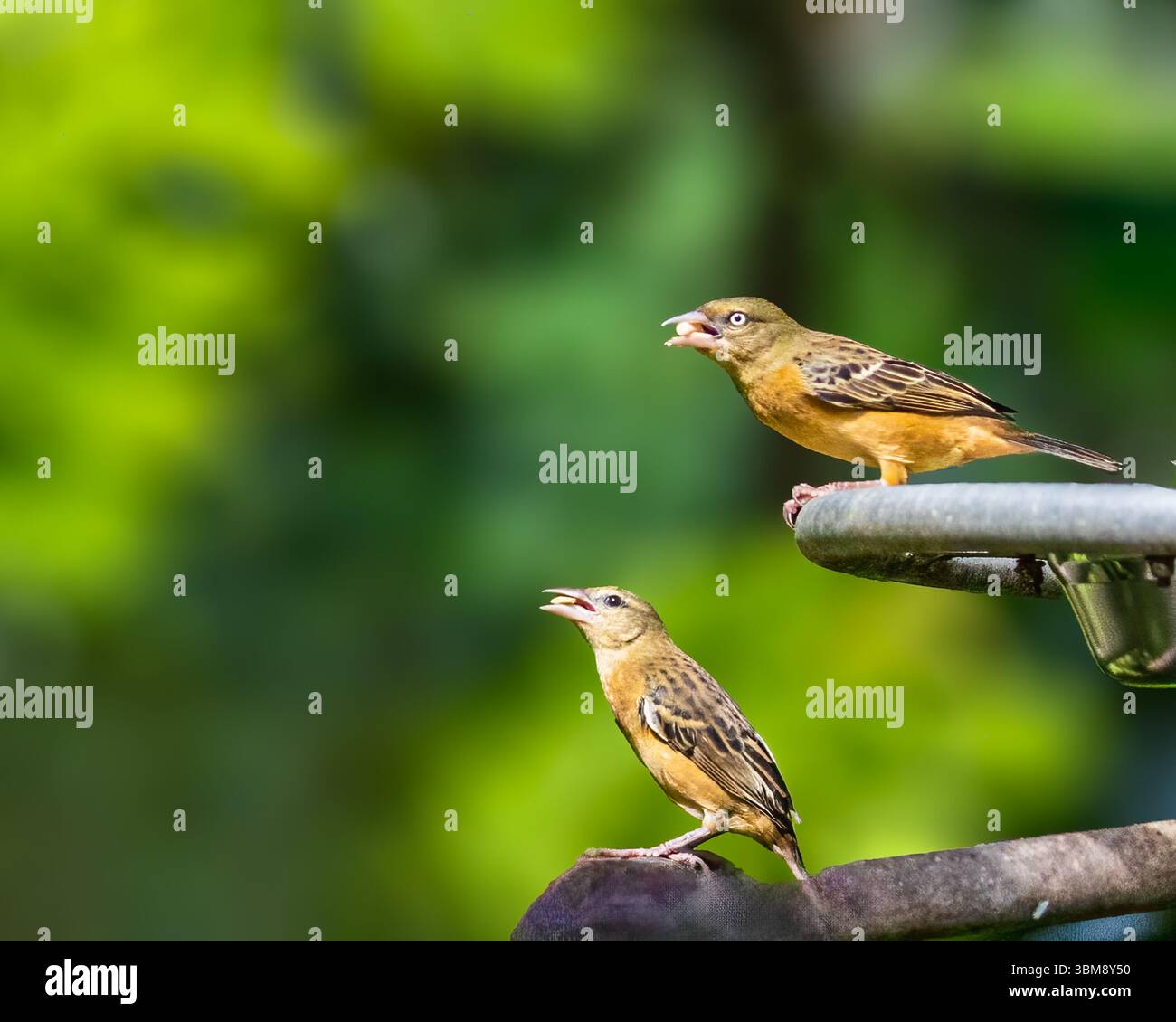 Weaver bird nest young hi-res stock photography and images - Alamy