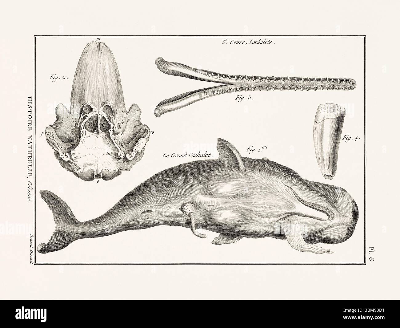 Whale anatomy illustration from an 18th-century French natural history ...