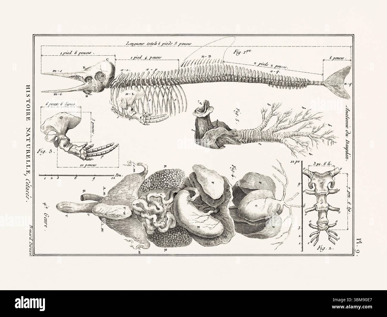 Whale anatomy illustration from an 18th-century French natural history ...