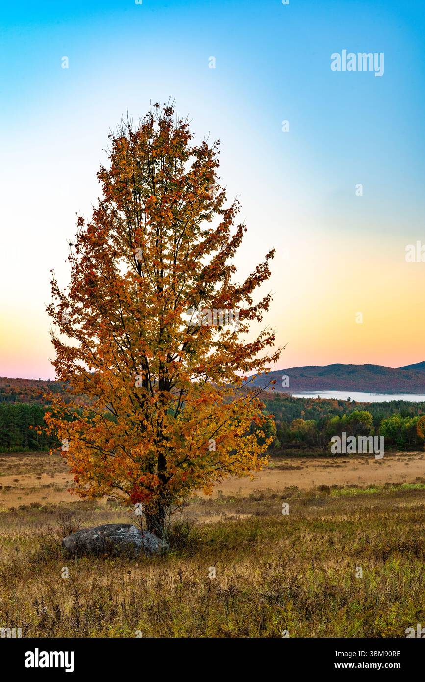 Maple tree, aspen glow and forest just before sunrise, Adirondack Park ...