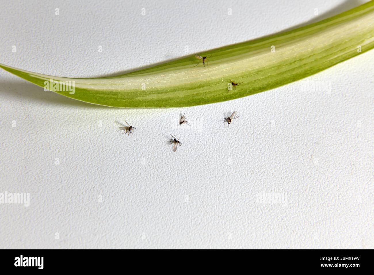 dead flies drosophila insects pests of indoor plants on white ...