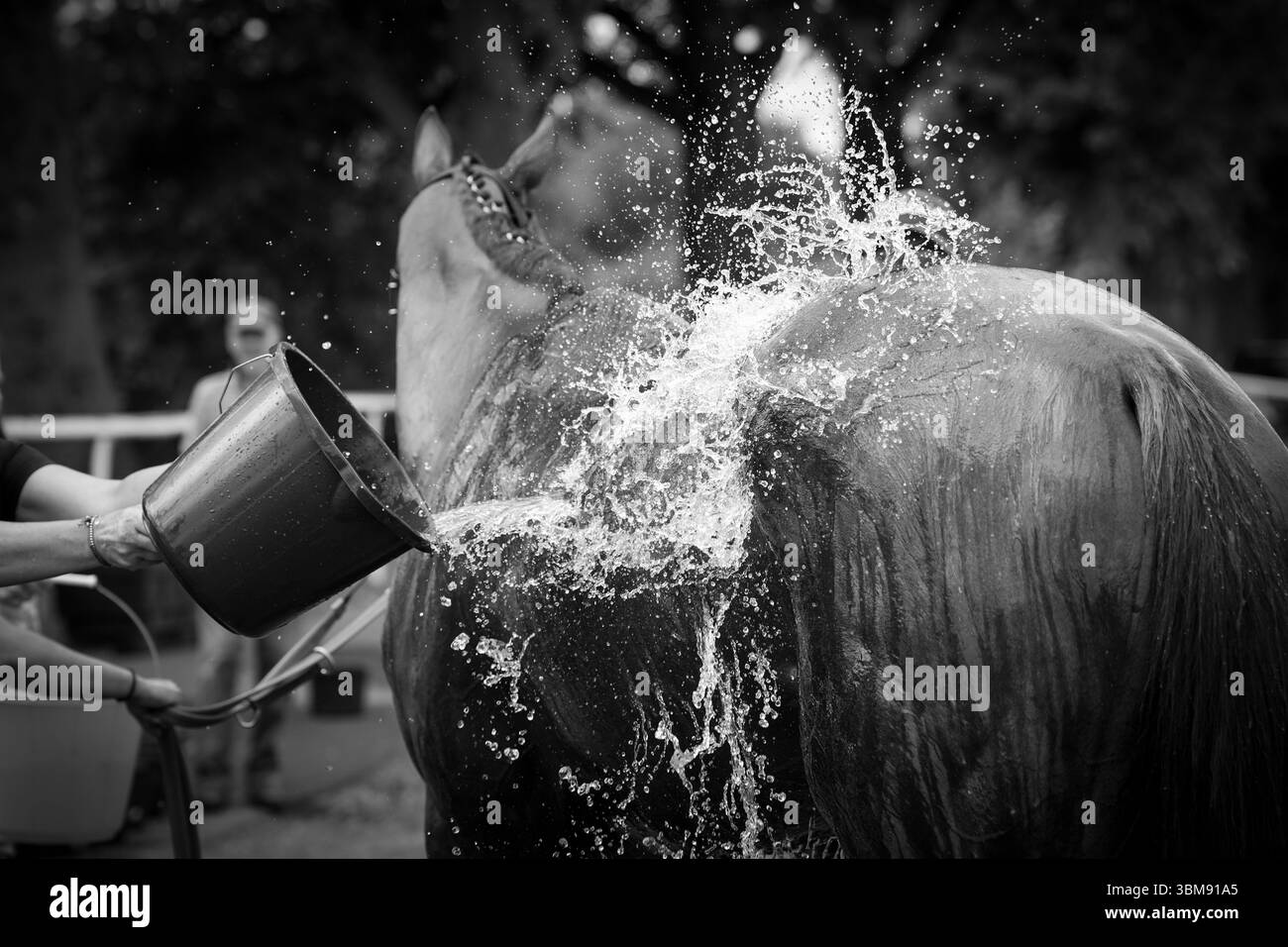 Horses get washed down following the PJ Nicholls KGM Korea Genuinely ...