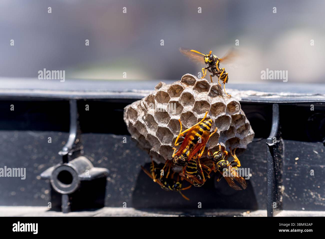 Paper Wasps on Nest Outdoors. Polistes dominula wasp nest Stock Photo ...