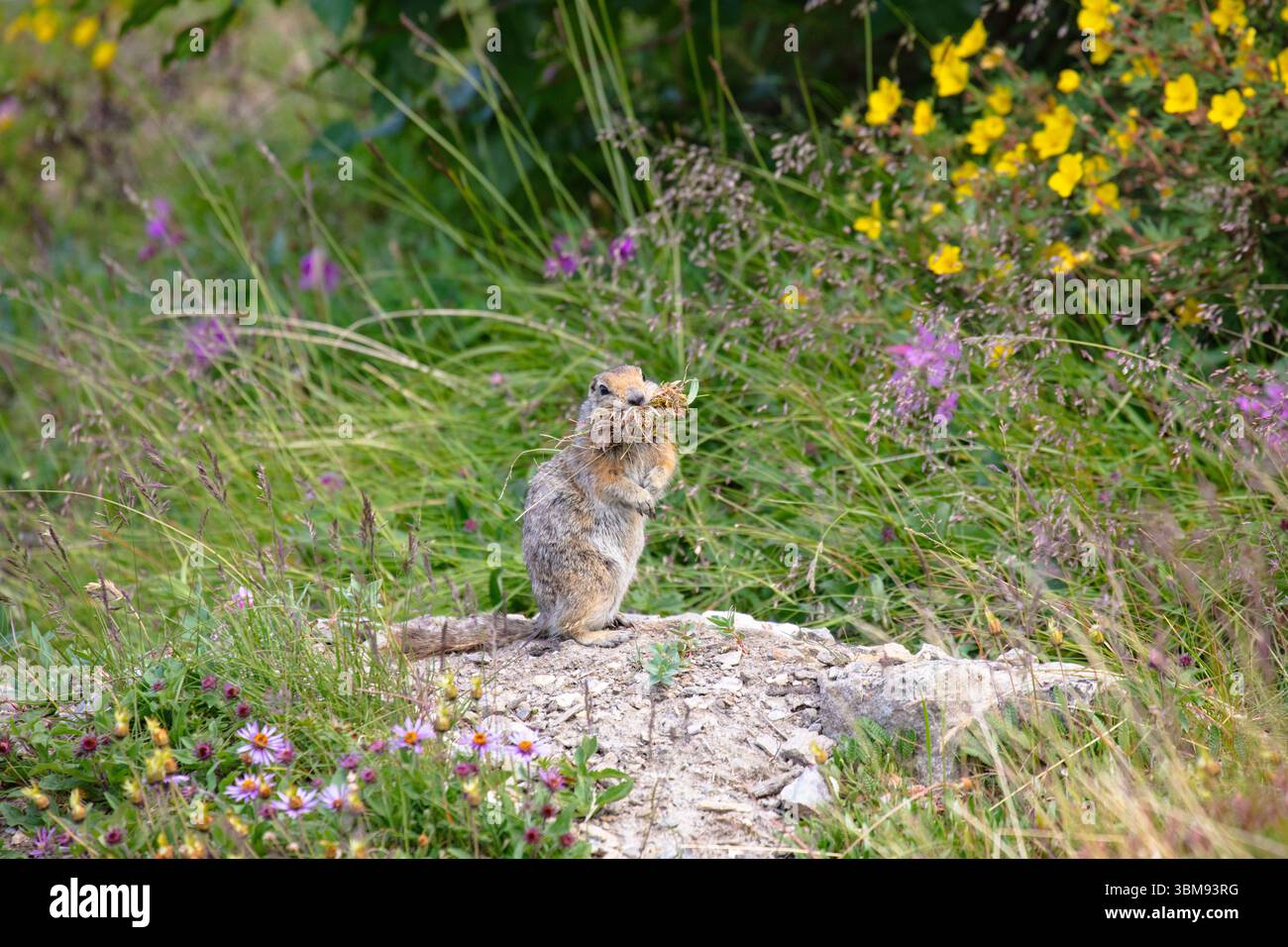 Arctic squirrel hi-res stock photography and images - Alamy