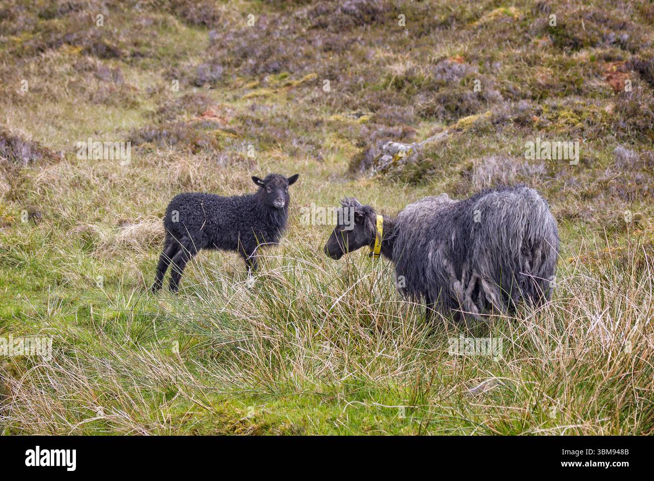 Black Faroese sheep grazing near lake Toftavatn, Runavik, The Faroe ...