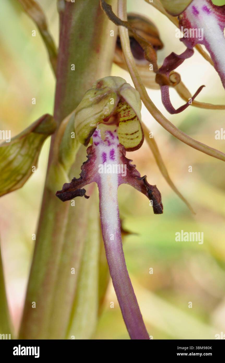 Lizard Orchid, Himantoglossum hircinum,on sand dunes in Somerset. UK ...