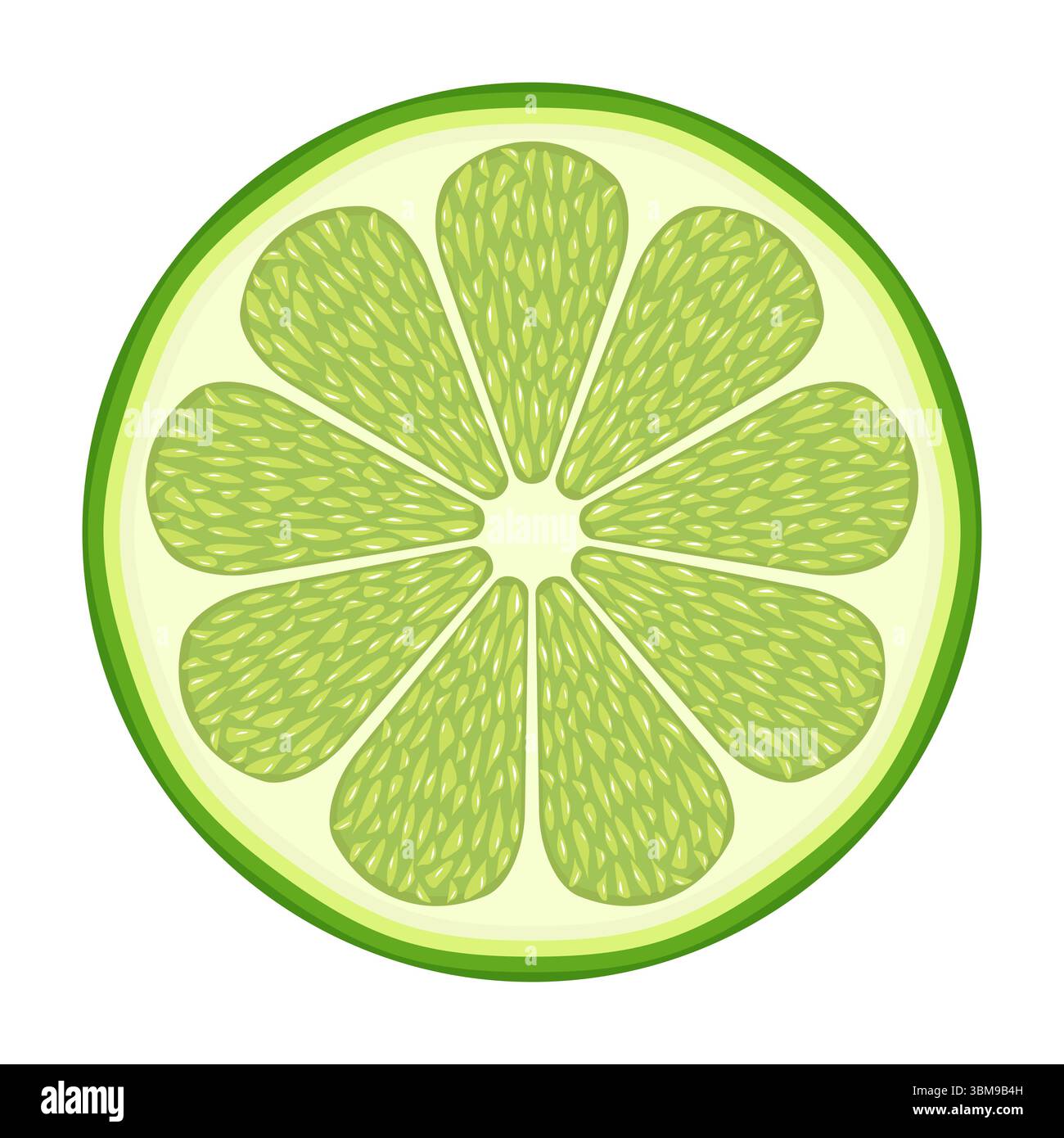 Juicy slice lime citrus Stock Vector Images - Alamy