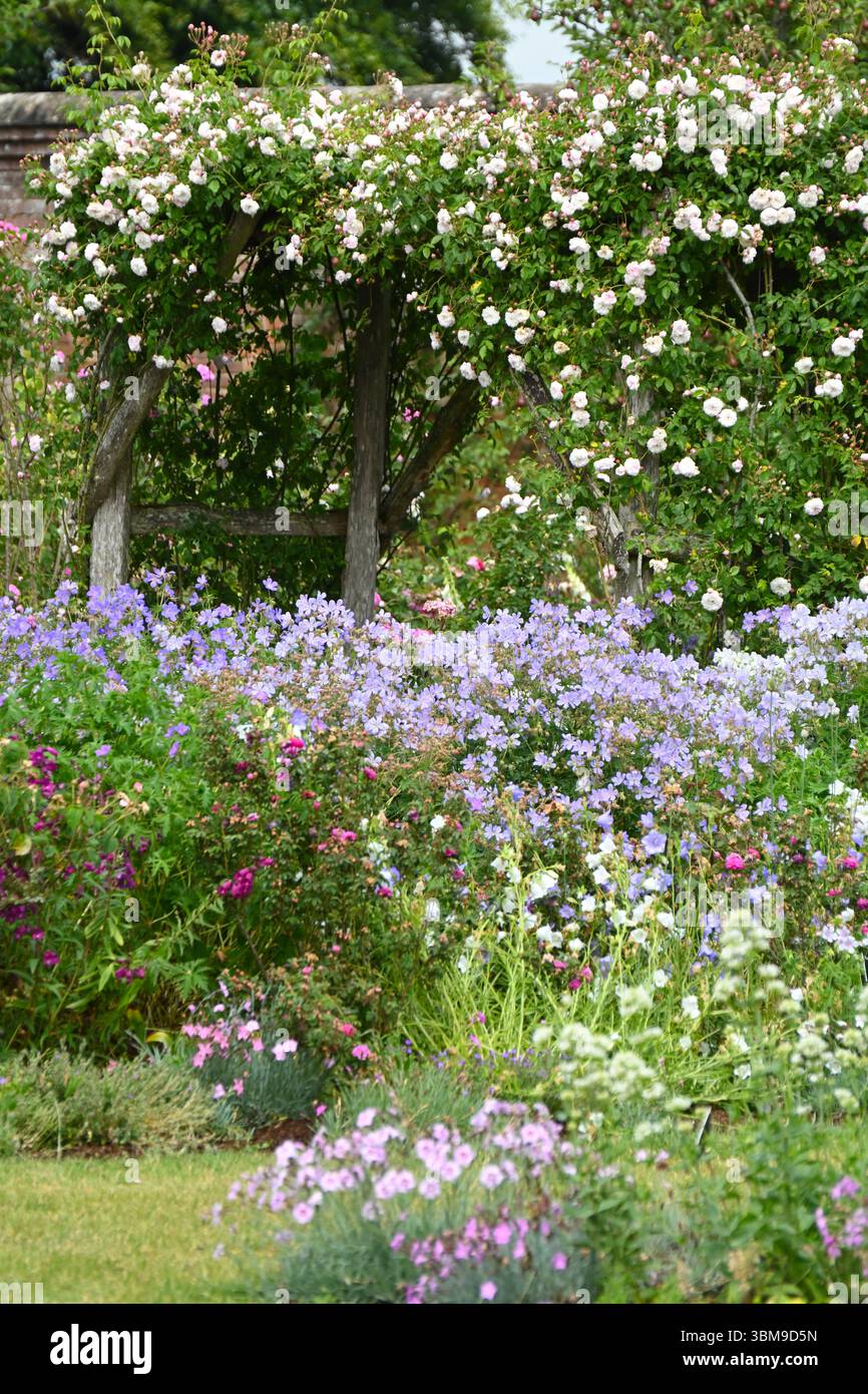 White climbing rose Rosa Adelaide D'Orleans over arch, with other roses ...