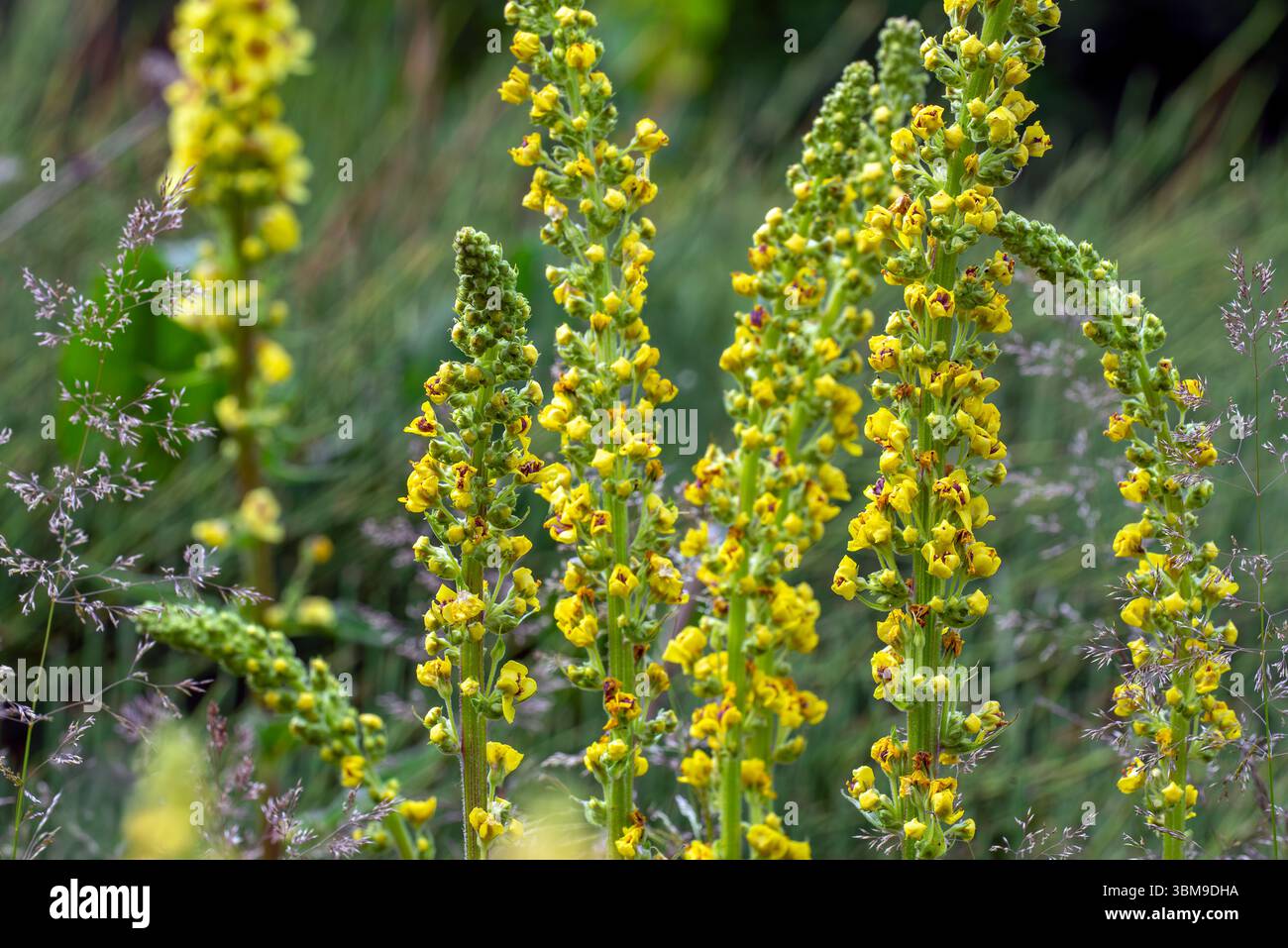 Black mullein / dark mullein (Verbascum nigrum) in flower Stock Photo ...