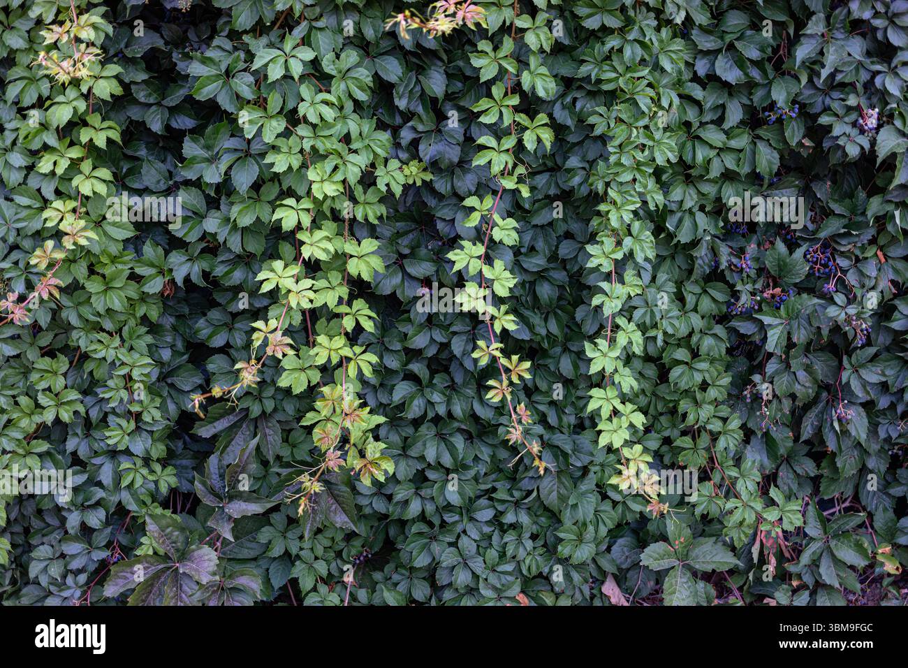 Lush green foliage features cascading vines that create a vibrant ...