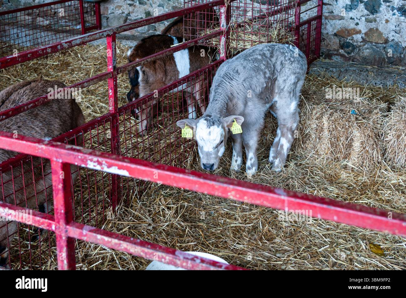 A group of animals are in a pen with hay and a fence. One of the ...