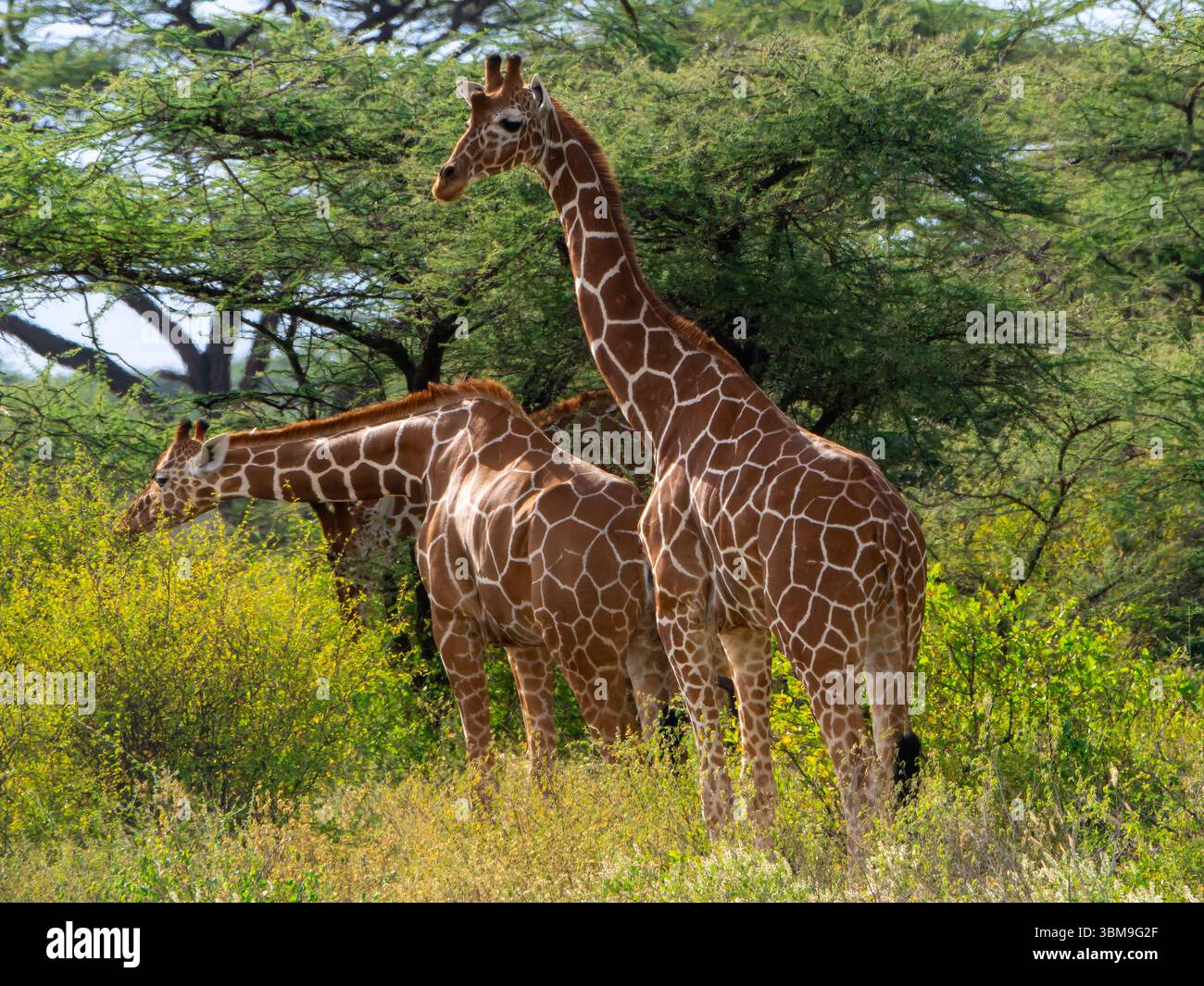 Two reticulated giraffe giraffa hi-res stock photography and images - Alamy