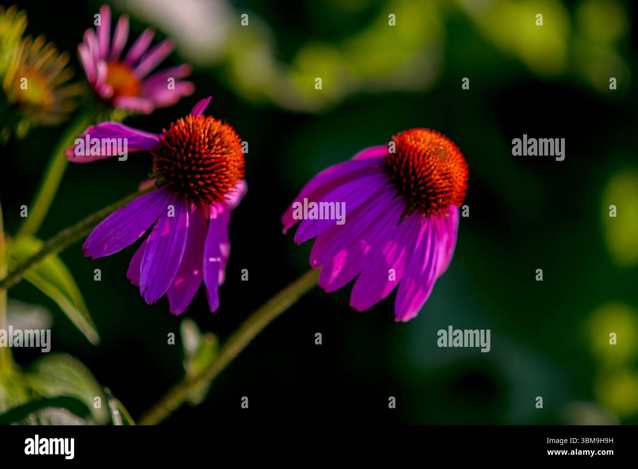 First light morning on hi-res stock photography and images - Alamy