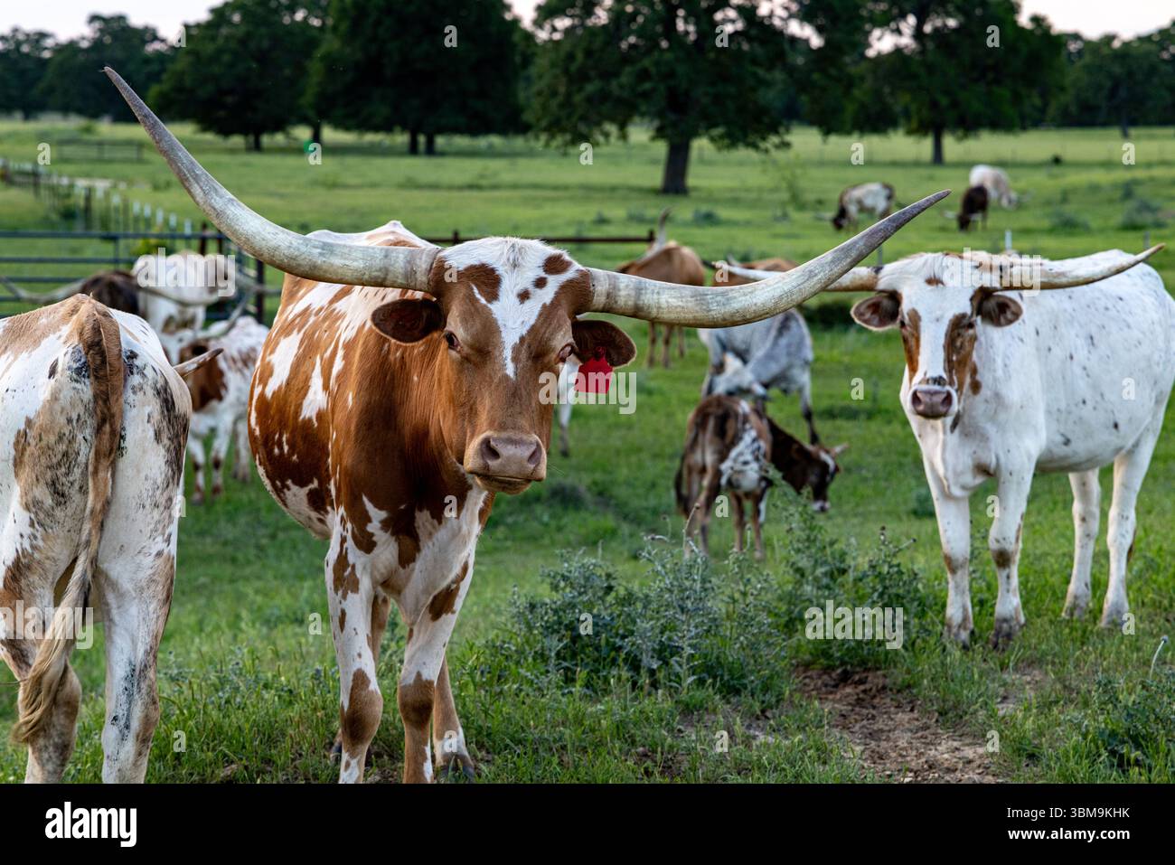 Portrait of a Texas Longhorn cow with distinctive horns and a red ear ...