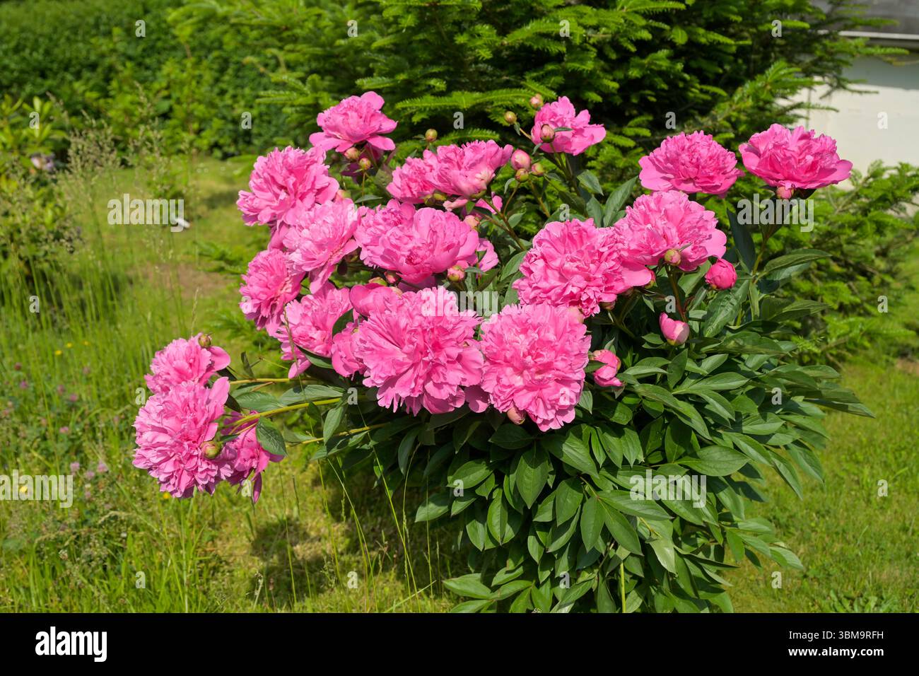 Pfingstrosen hi-res stock photography and images - Alamy