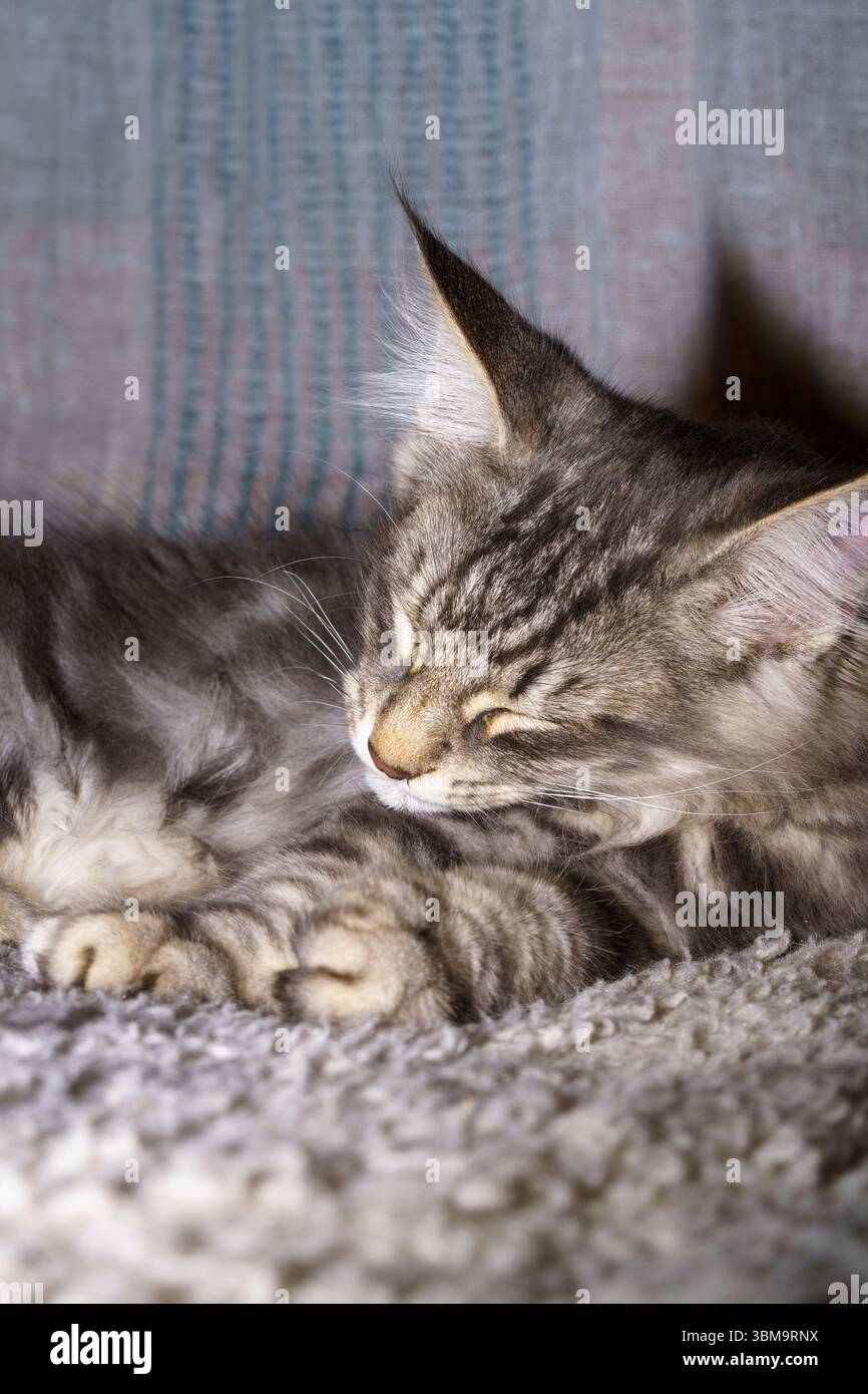 Norwegian forester classic tabby cat Stock Photo - Alamy