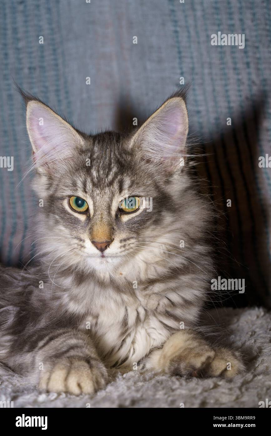 Norwegian forester classic tabby cat Stock Photo - Alamy