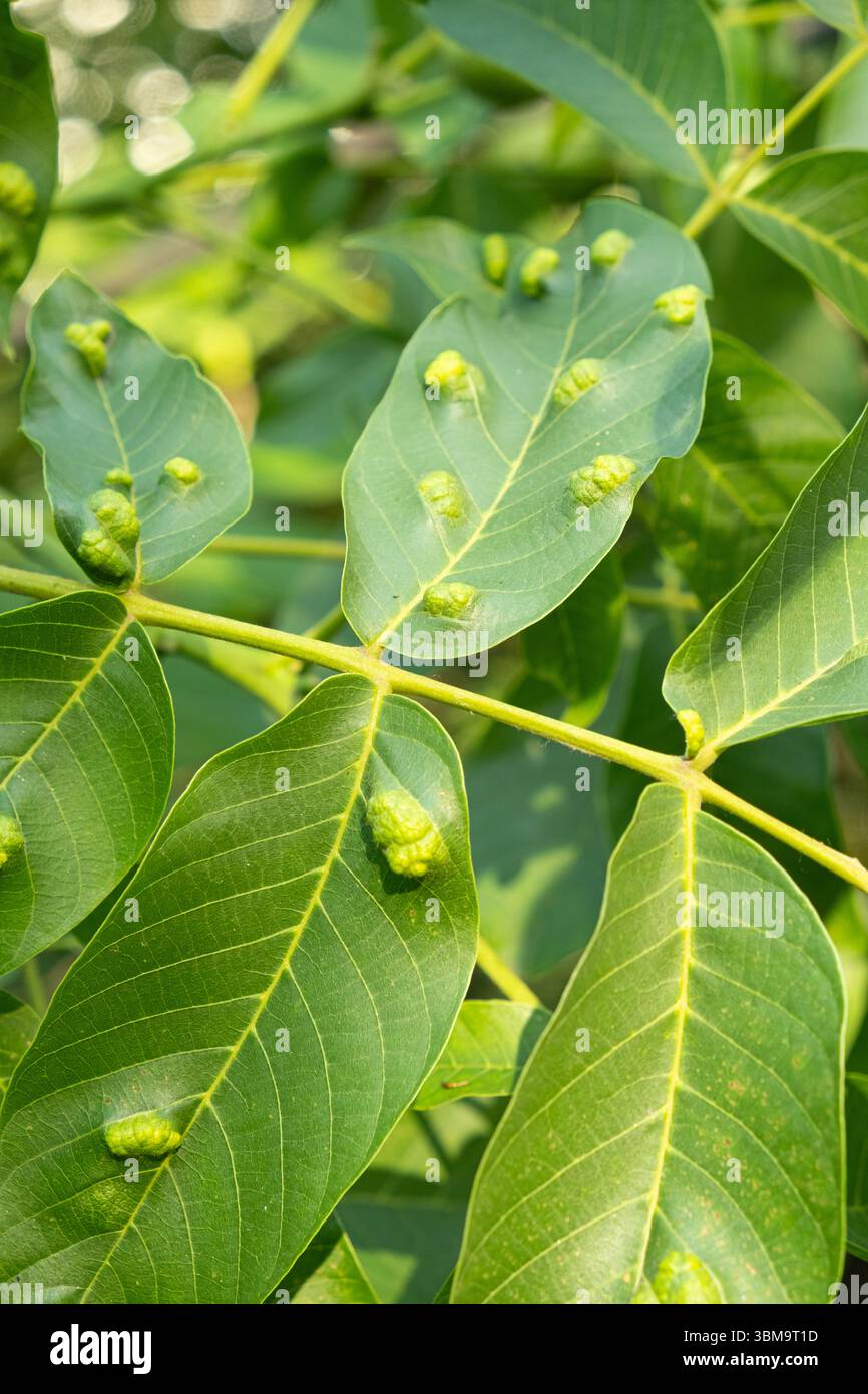 Walnut Leaves with Yellow Oval Galls Caused by Gall Mites Stock Photo ...