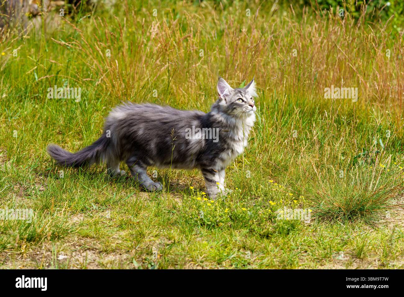 Norwegian forester classic tabby cat Stock Photo - Alamy